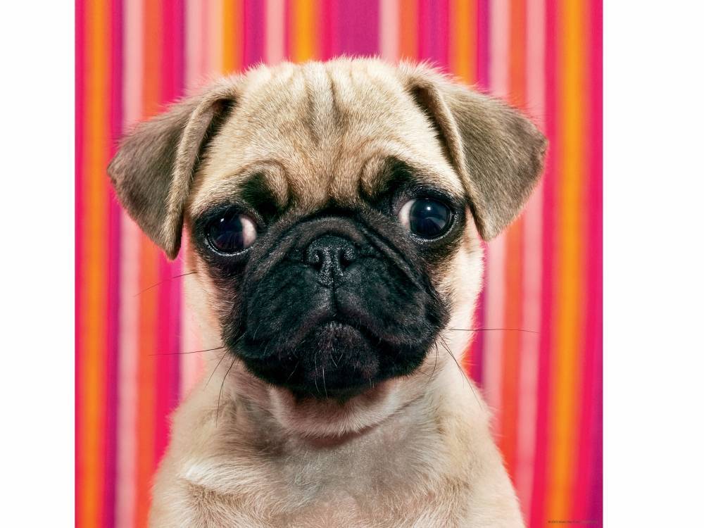 Pug Puzzle Square (1000 pieces) HEY29609