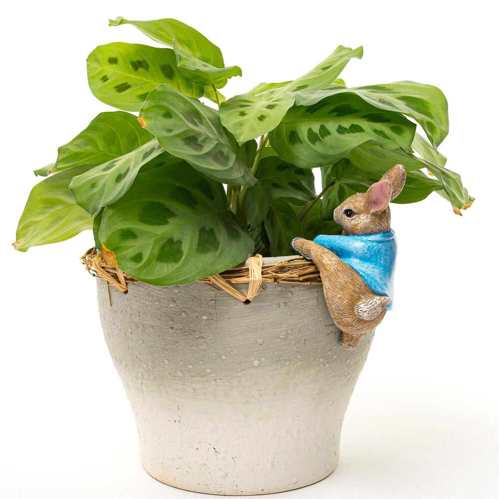 Jardinopia Pot Buddies Beatrix Potter: Peter Rabbit Climbing Into Pot